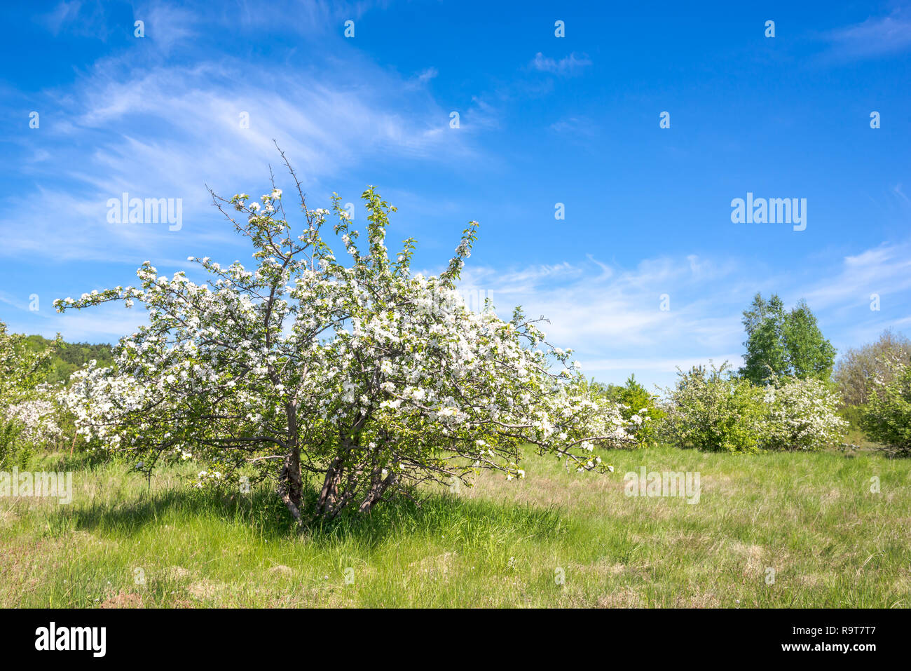 Lonely blooming apple tree hi-res stock photography and images - Alamy