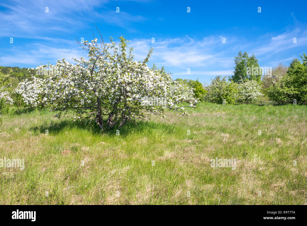 Lonely blooming cherry tree hi-res stock photography and images - Alamy