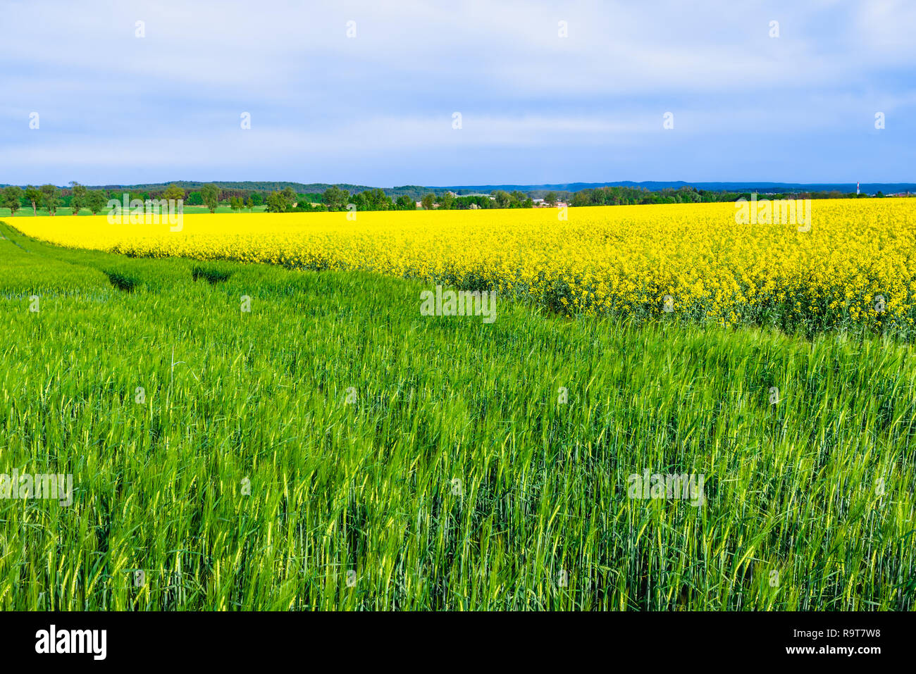 Spring green field with growing wheat, farm land landscape Stock Photo ...