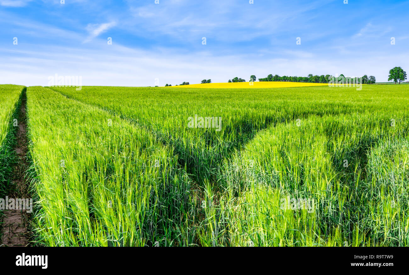 Road in field, green farm land, landscape Stock Photo - Alamy