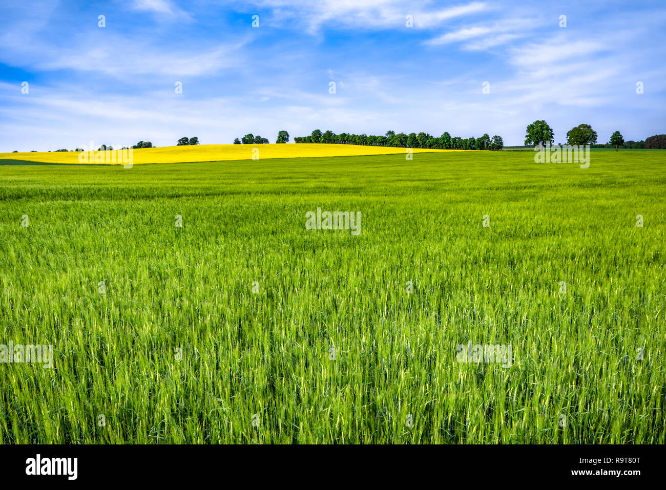 Spring farm field with grass, green landscape with blue sky and trees ...