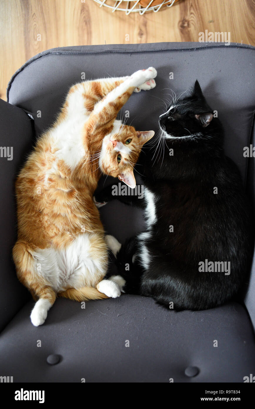 Two cats cuddling together on a chair at home Stock Photo - Alamy