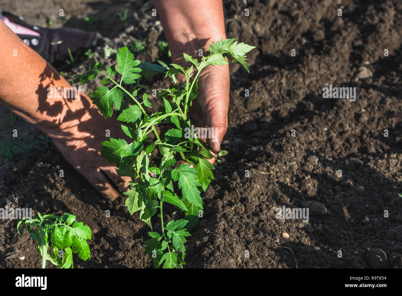Spring gardening. Planting vegetable seedling into soil. Farmer put the ...