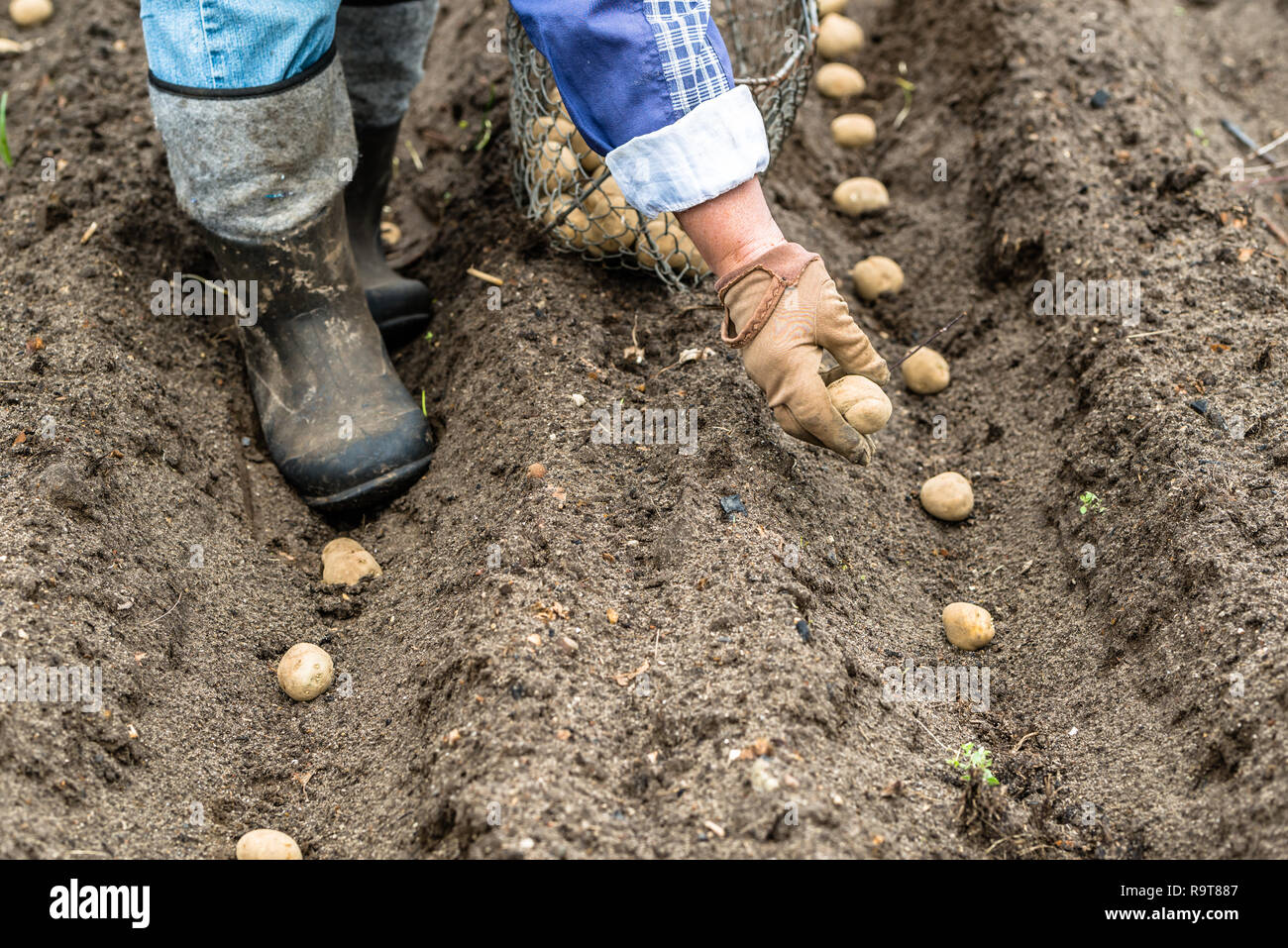 Bio potato seeds. Farmer planting potatoes on field, organic farming ...