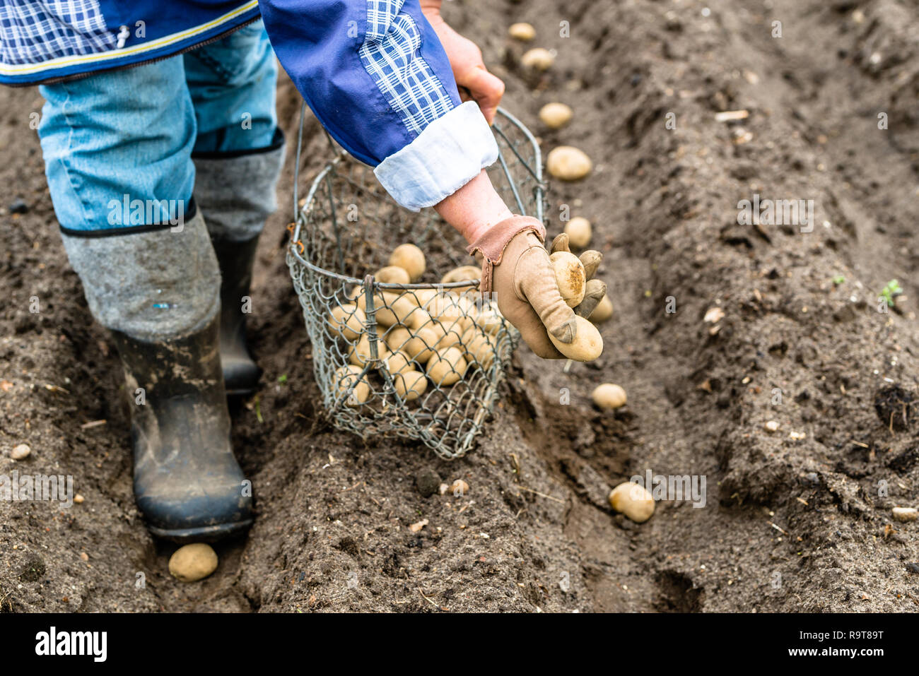 Farmer planting potatoes on farm, organic farming concept Stock Photo ...