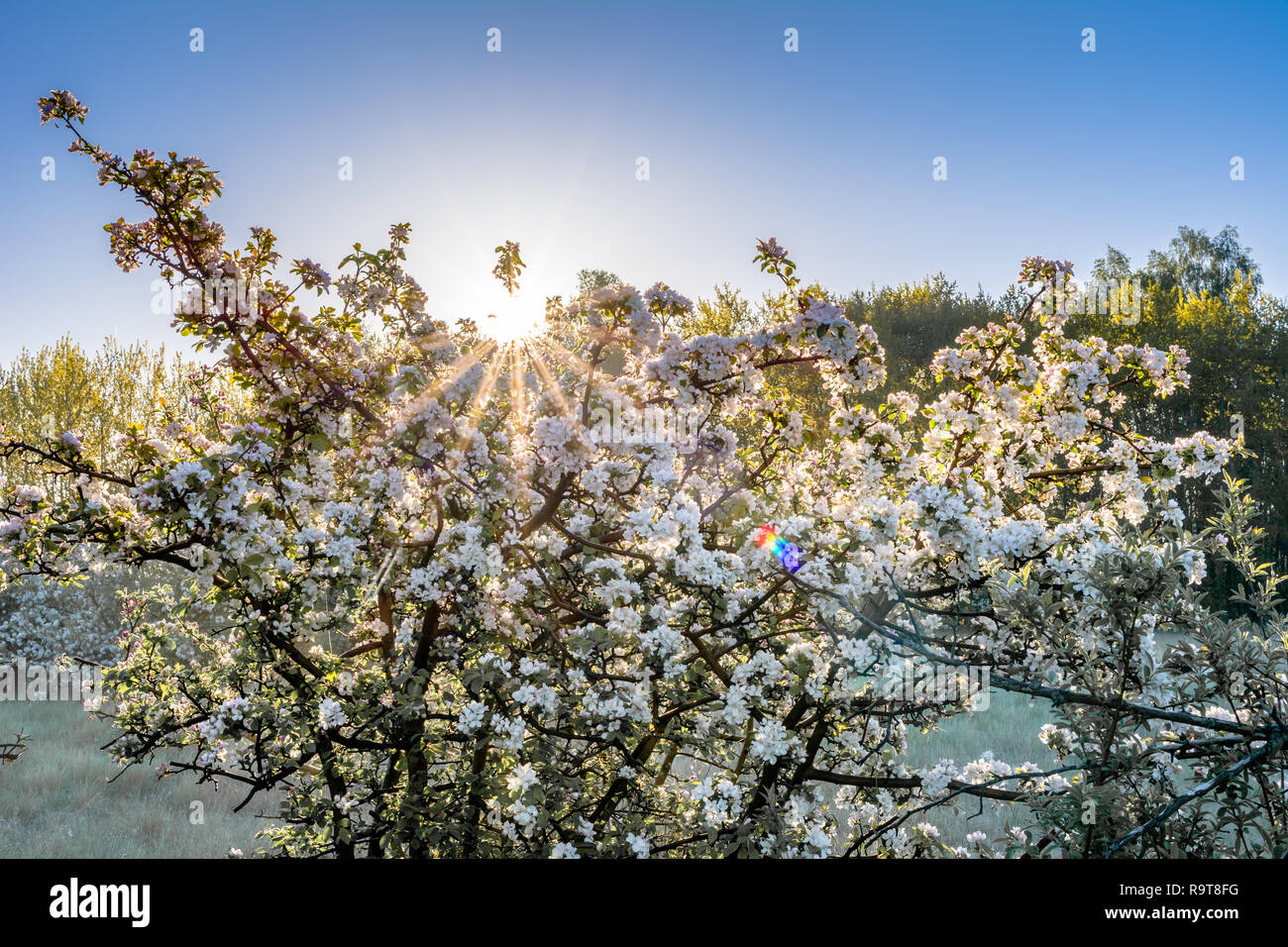 Spring tree blooming in the sun shining through branches, springtime ...