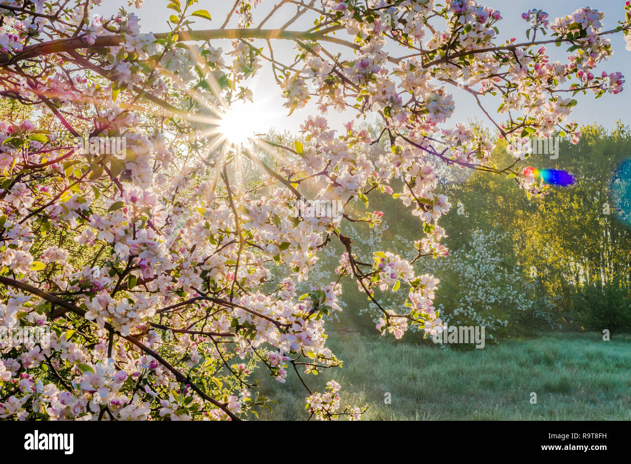 Japan garden with spring cherry blossoms, branch with sun shining ...