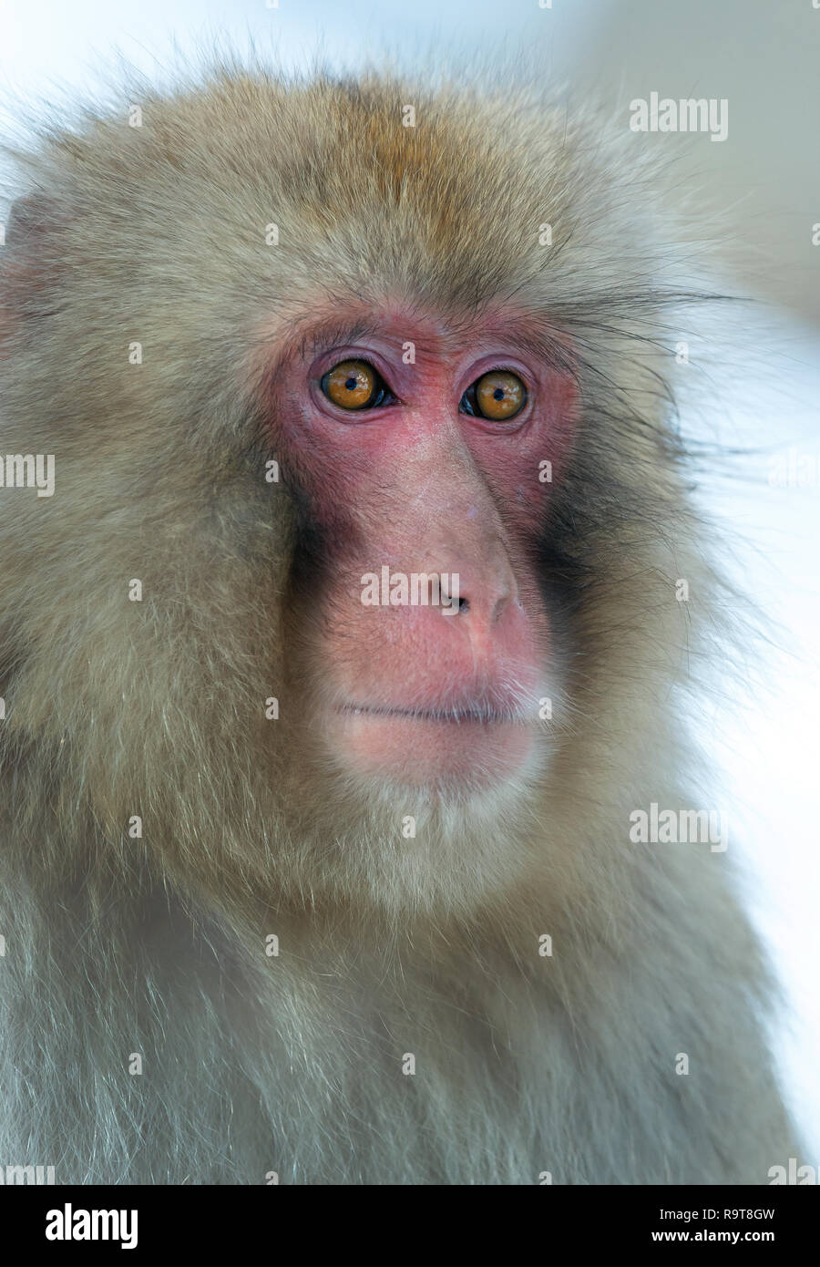 Macaque Monkey Habitat