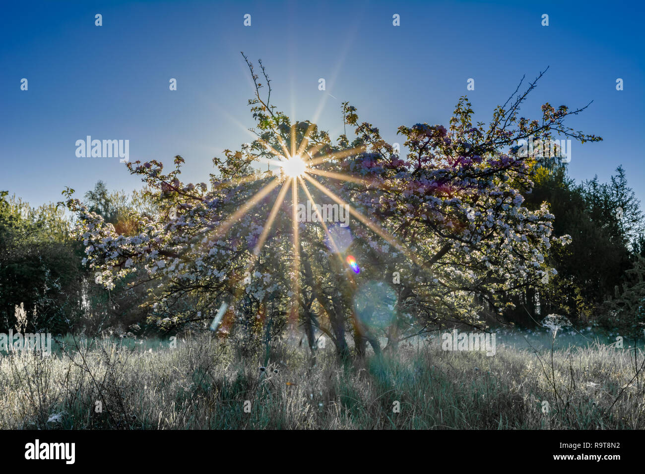 Spring landscape with blossoming tree and sun in the morning after ...