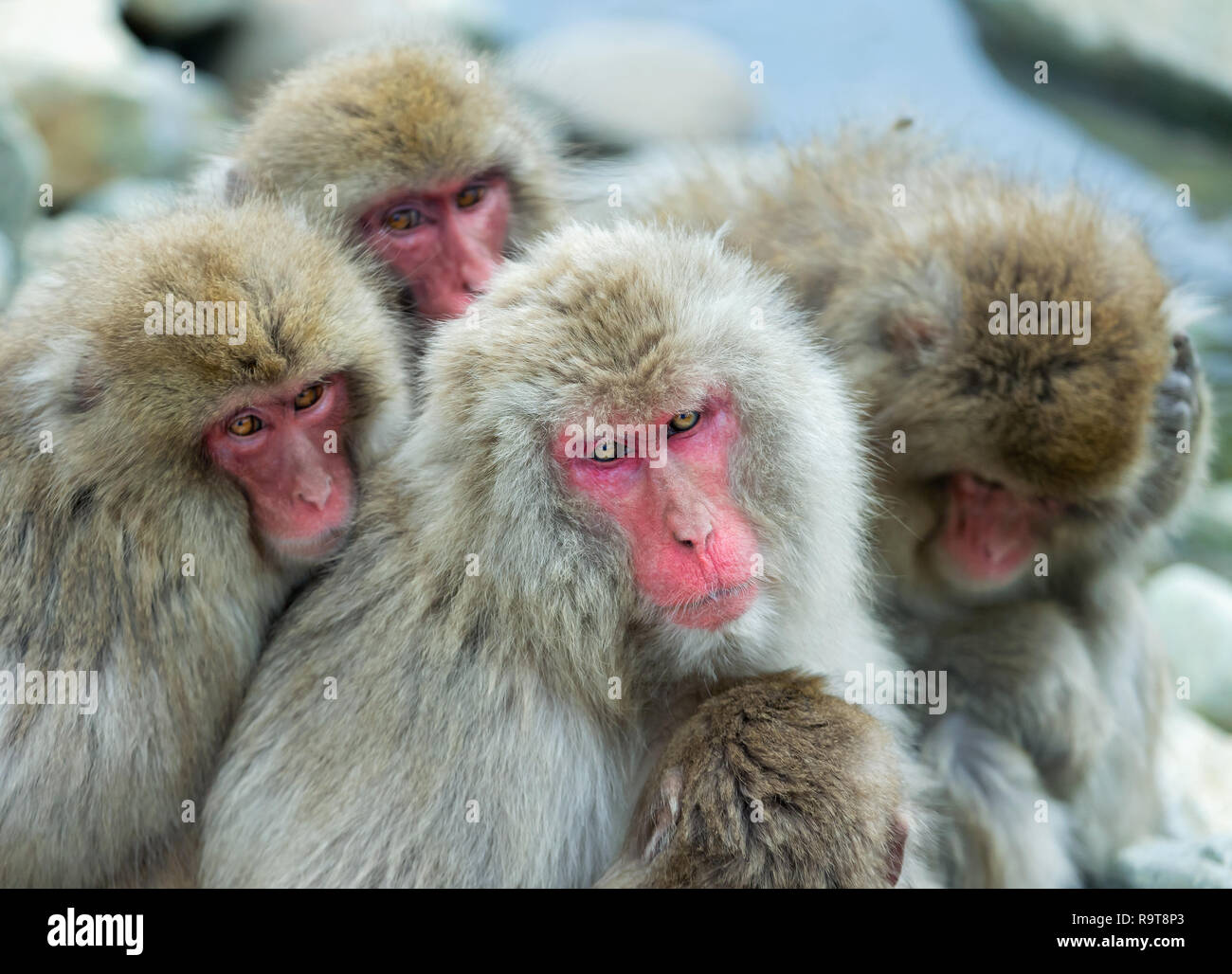 Japanese macaques. Close up group portrait. The Japanese macaque ...