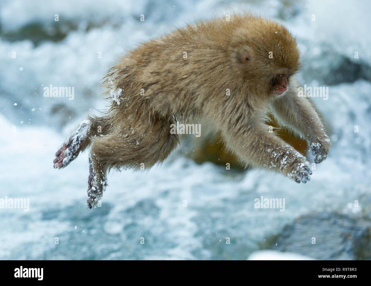 Japanese macaque jumping. The Japanese macaque ( Scientific name ...