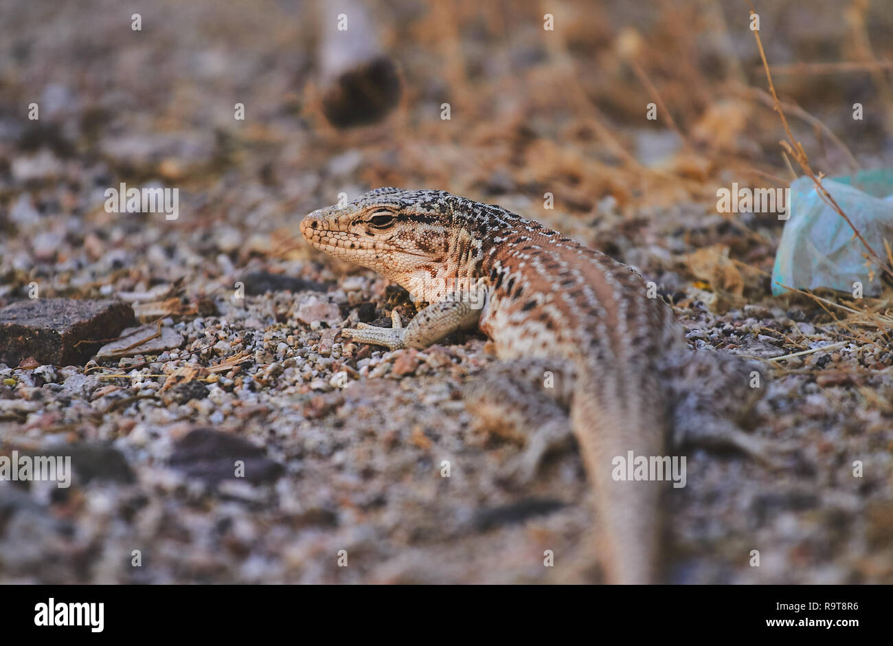 Beautiful Lizard in ground - Desert Stock Photo - Alamy