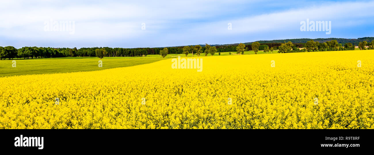 Landscape of farm fields with rapeseed, yellow flowers, summer scenery ...