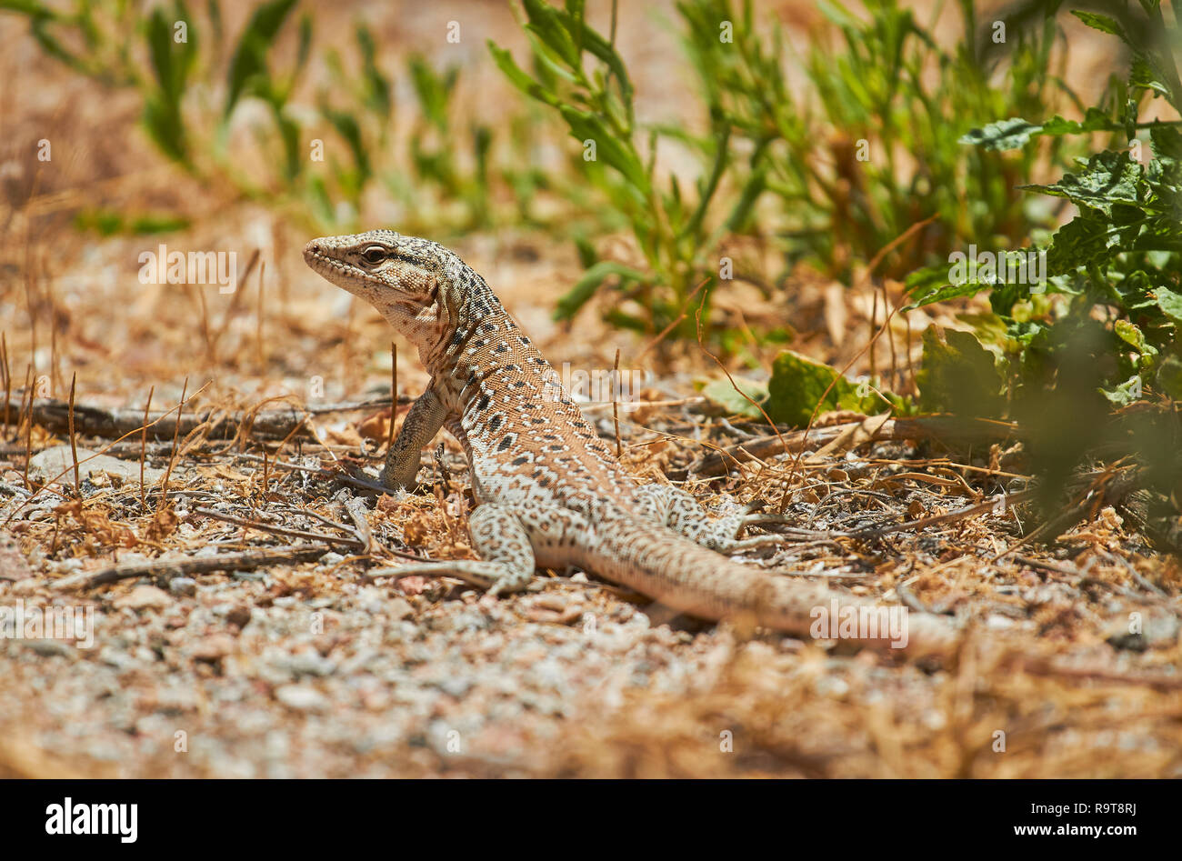 Beautiful Lizard in ground - Desert Stock Photo - Alamy
