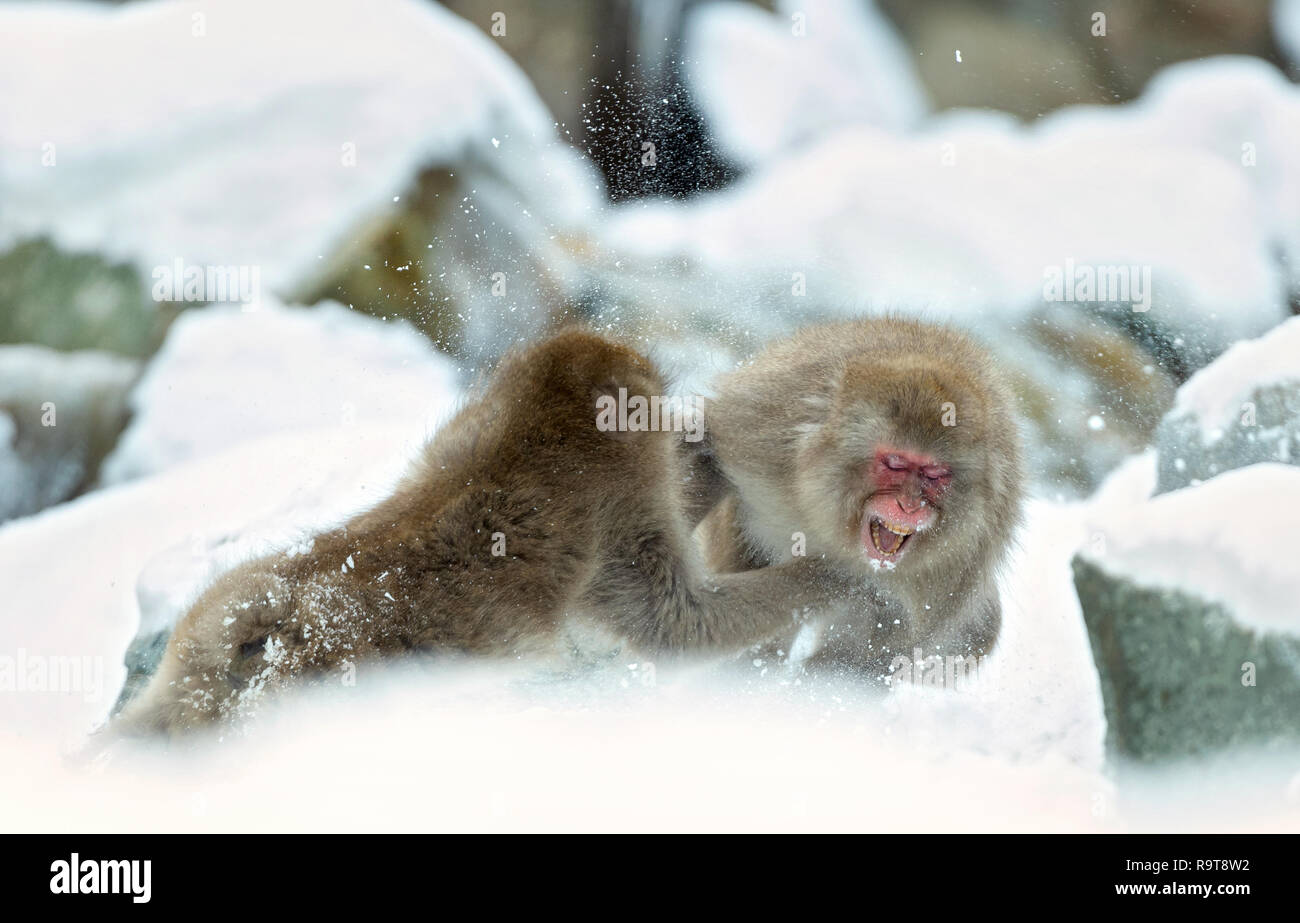 Two japanese macaques fights in the snow. The Japanese macaque ...