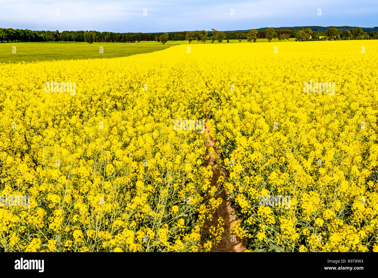 Landscape of farm fields with rapeseed, yellow flowers, summer scenery ...