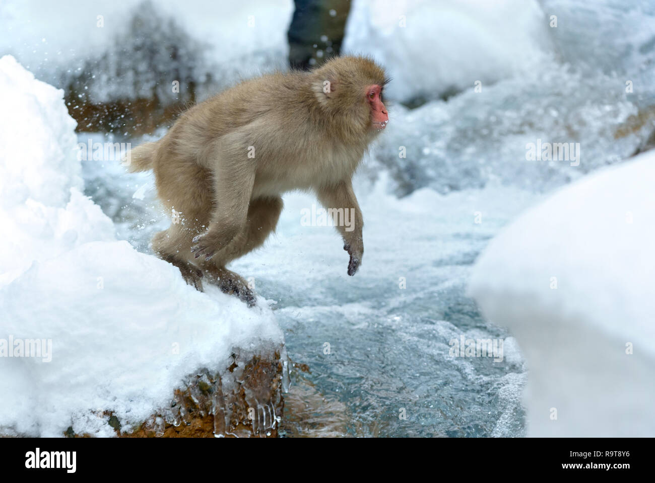 Japanese macaque jumping. The Japanese macaque ( Scientific name ...