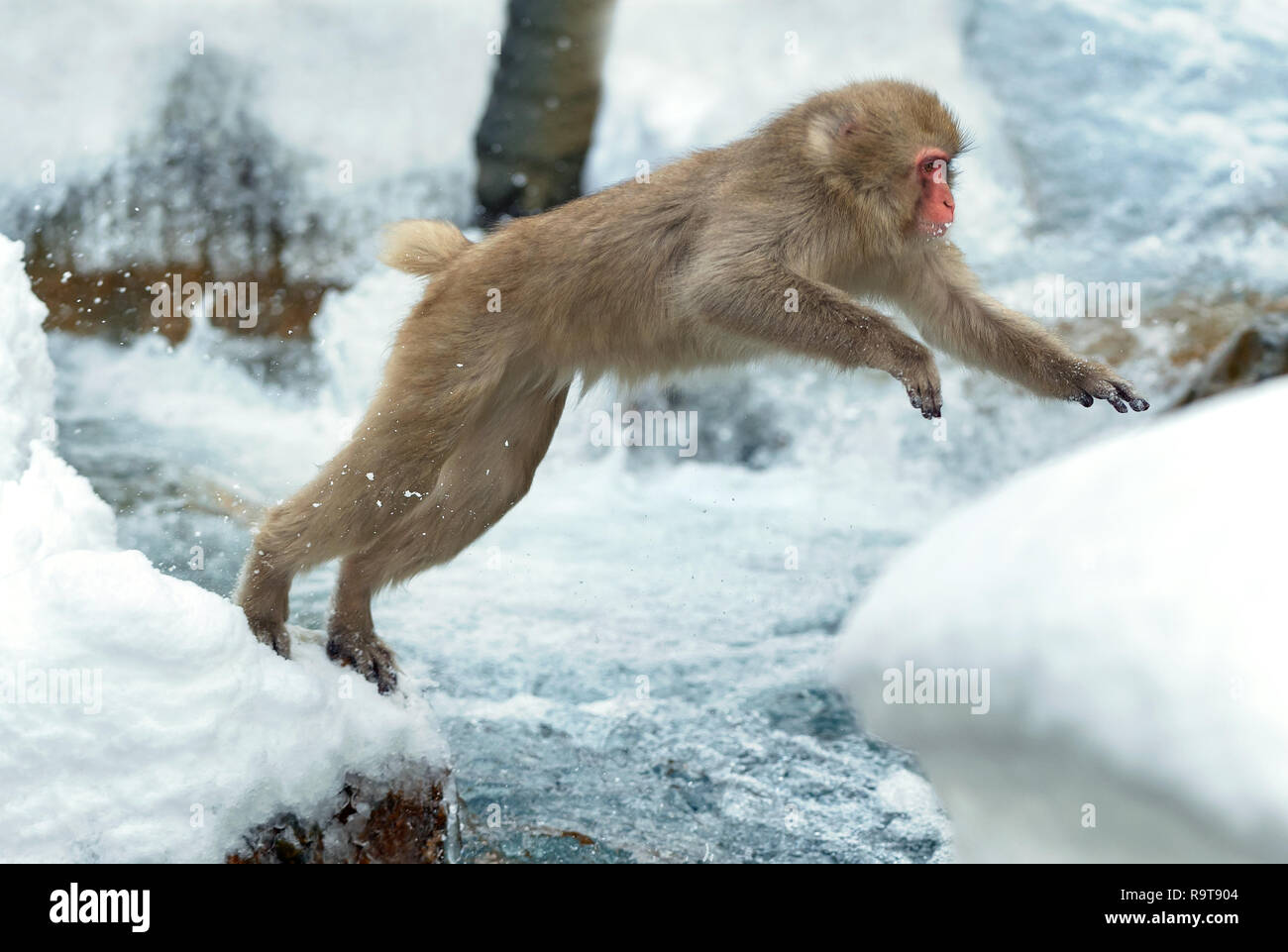 Japanese macaque jumping. The Japanese macaque ( Scientific name ...
