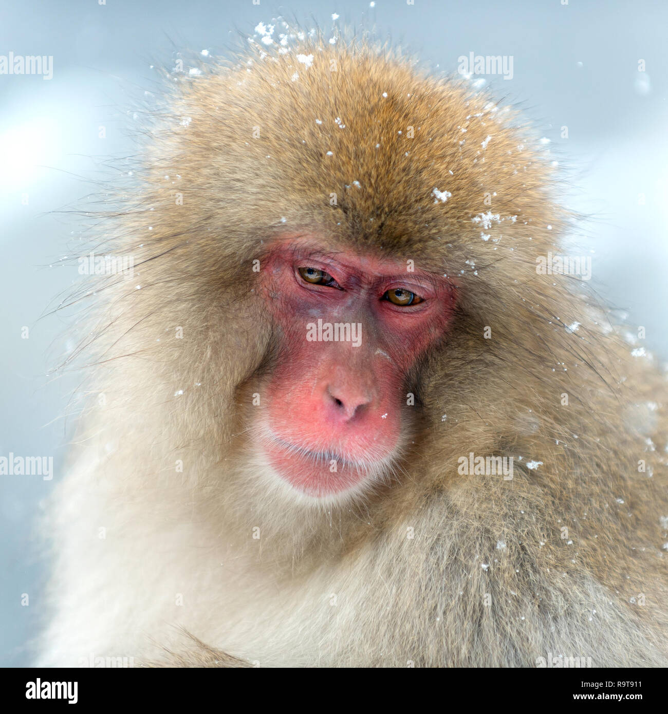 Macaca fuscata winter snow close up face red primate hi-res stock ...