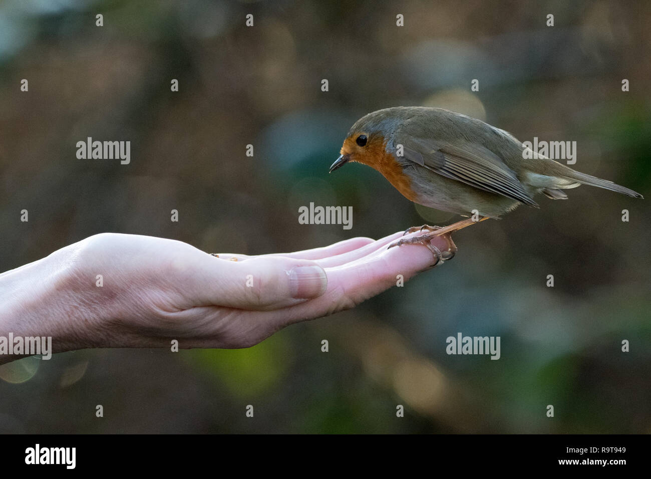 Robin hand feeding Stock Photo - Alamy