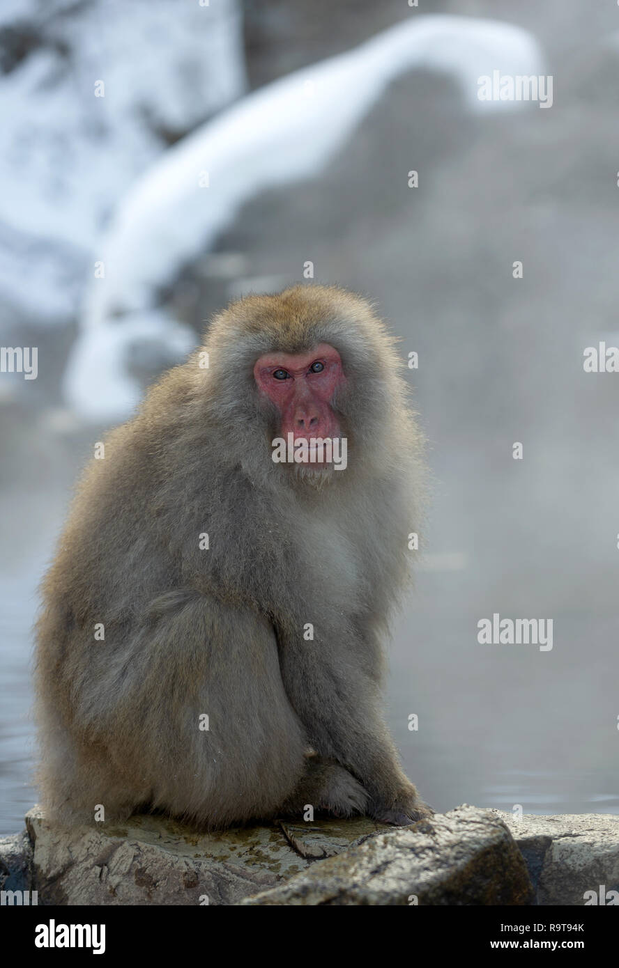 Japanese macaque near the natural hot springs, steam above water. The ...