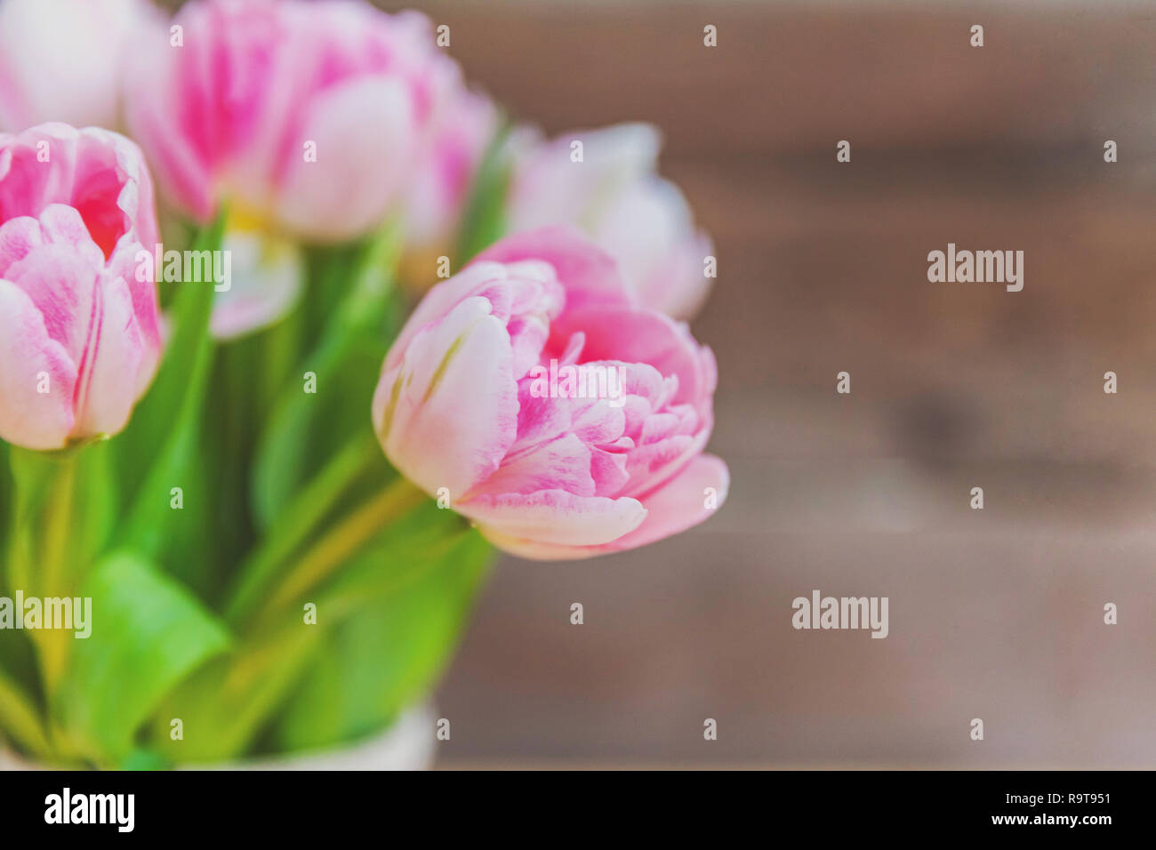 Spring greeting card. Bouquet of fresh light pastel pink tulips flowers ...