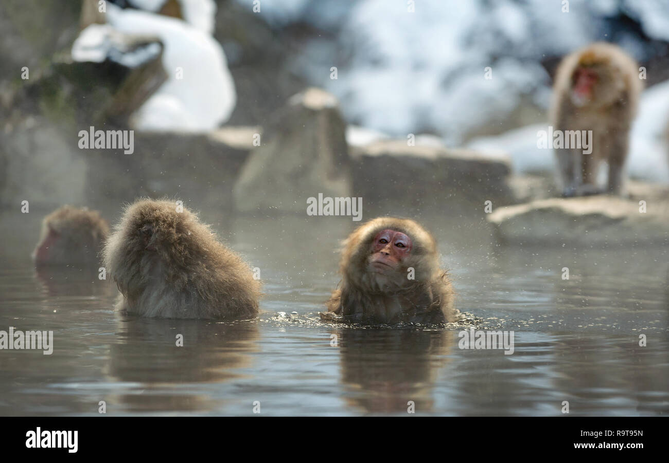 Japanese macaque in the water of natural hot springs, steam above water ...