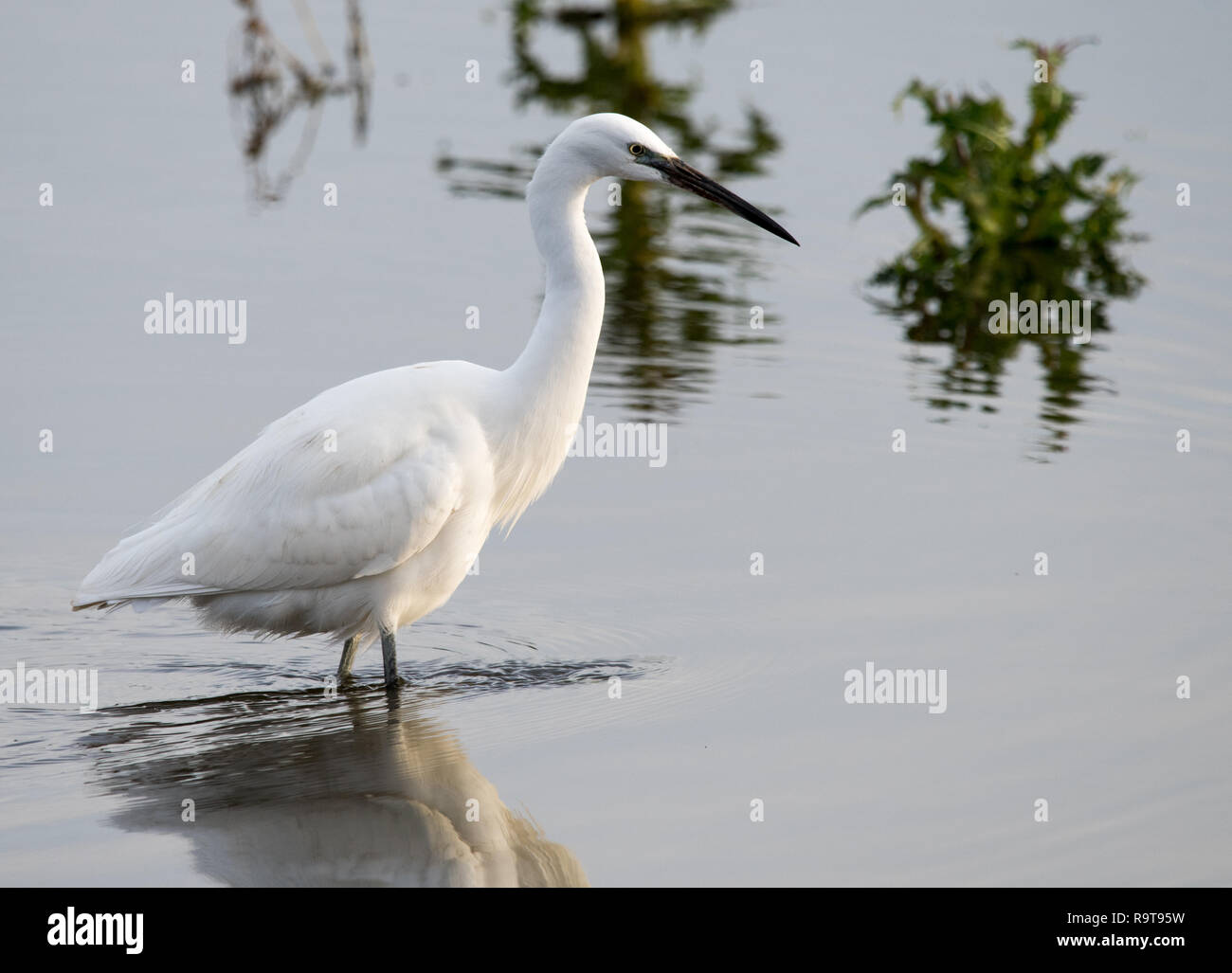 British egret hi-res stock photography and images - Alamy