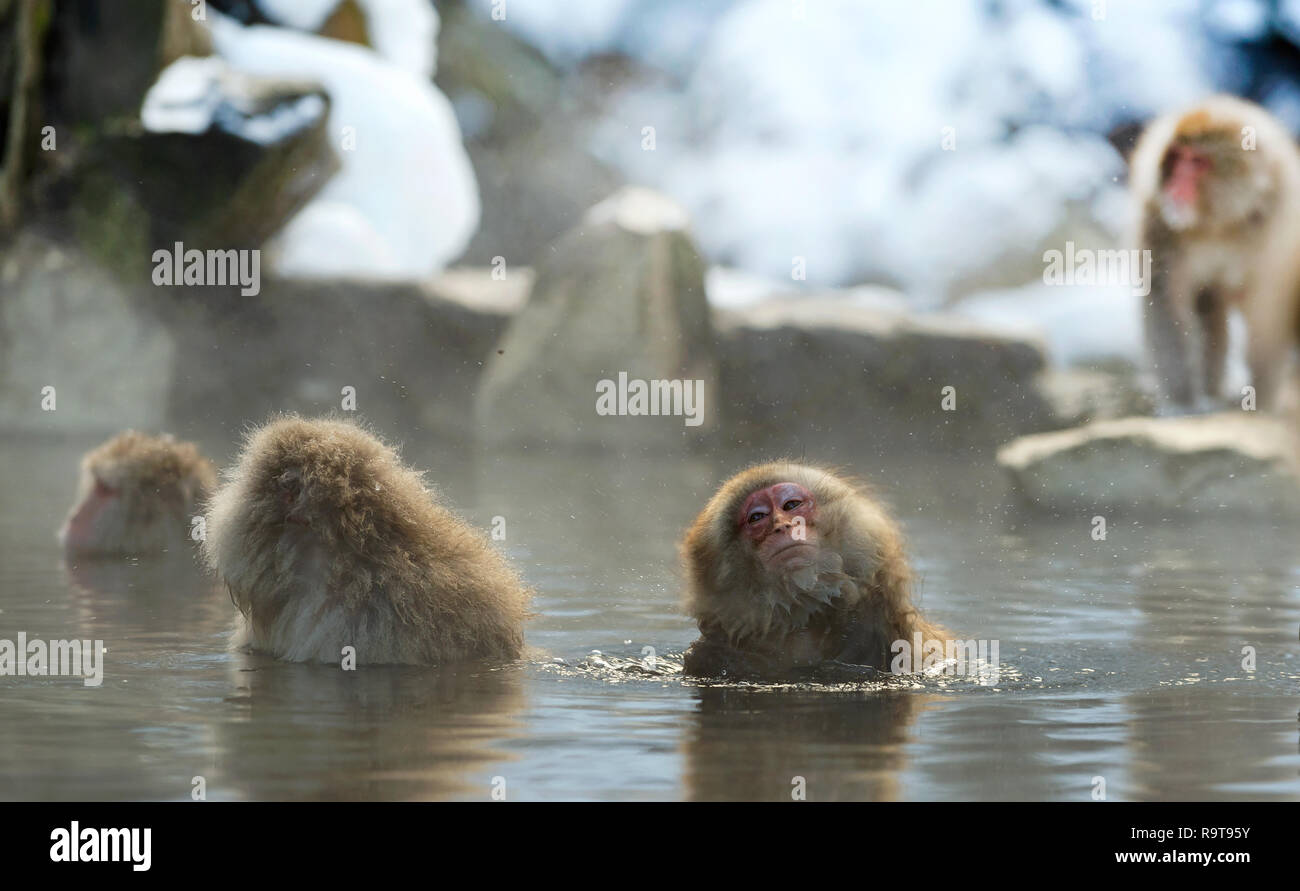 Japanese macaque in the water of natural hot springs, steam above water ...