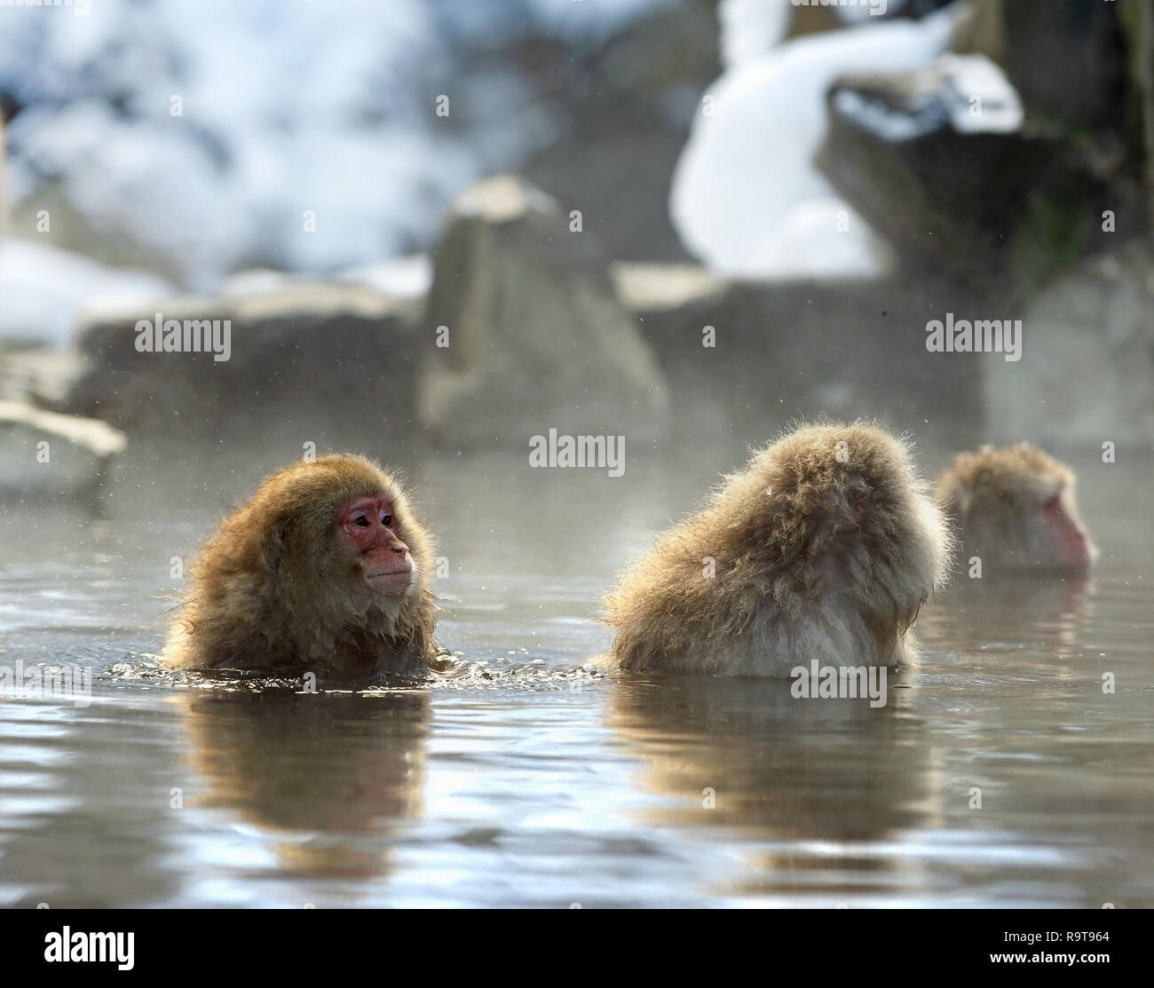 Japanese macaque in the water of natural hot springs, steam above water ...
