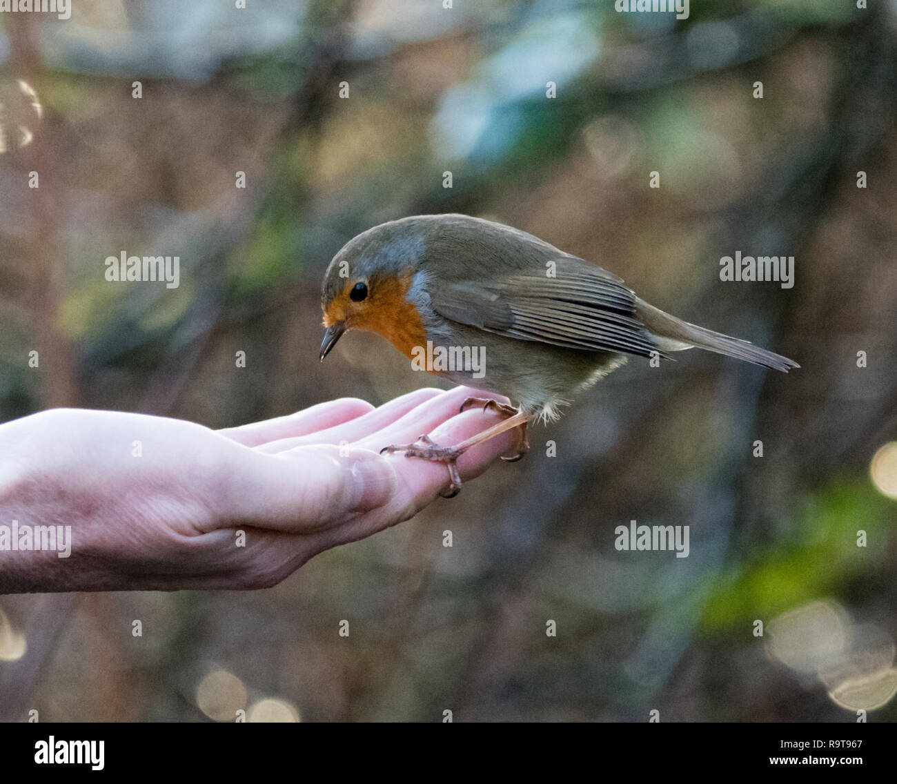 Robin hand feeding Stock Photo - Alamy