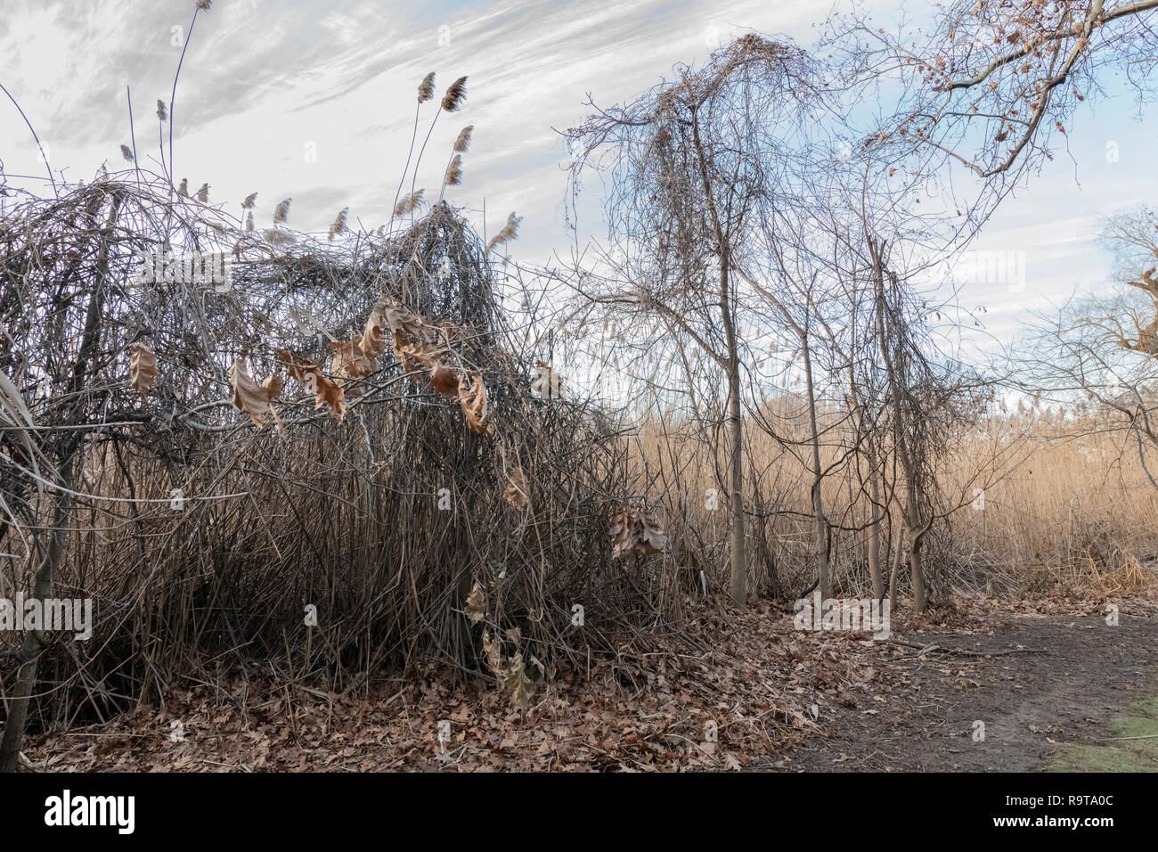 Urban park with trees and reeds Stock Photo - Alamy
