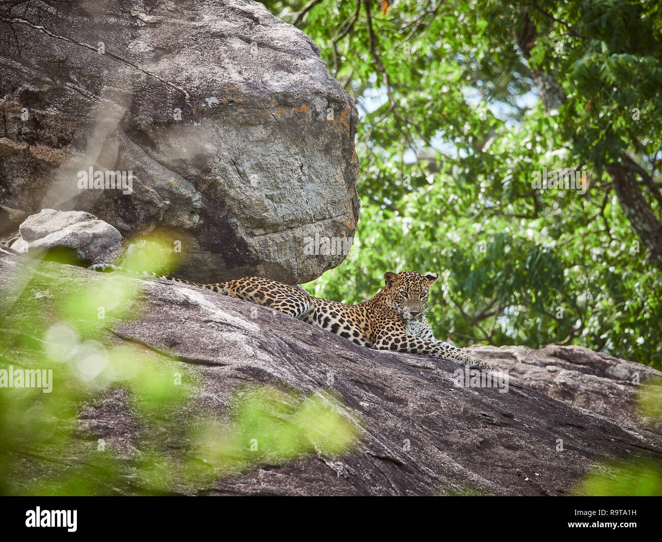 Rock leopard hi-res stock photography and images - Alamy