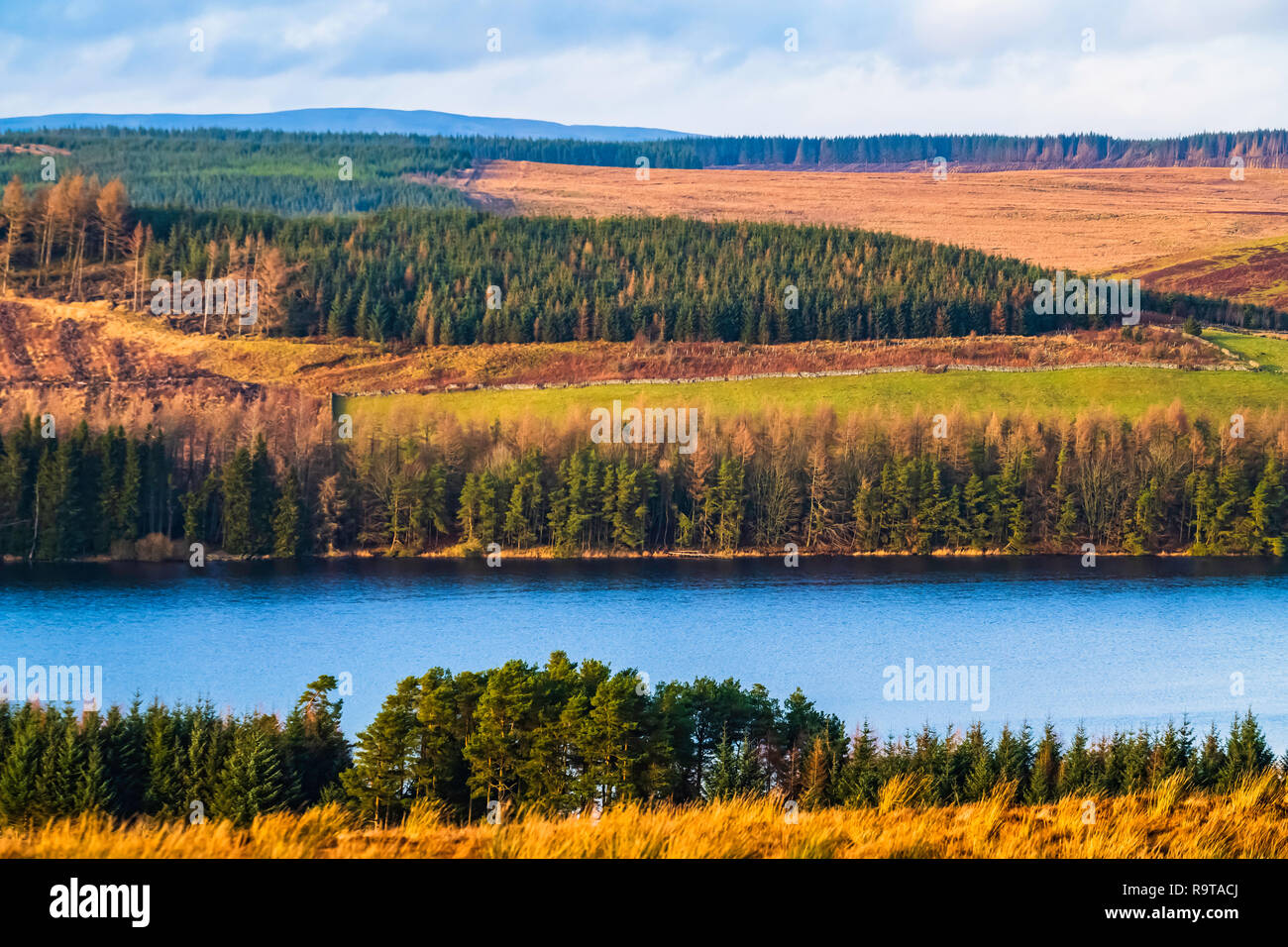 Heather Plantations High Resolution Stock Photography and Images - Alamy