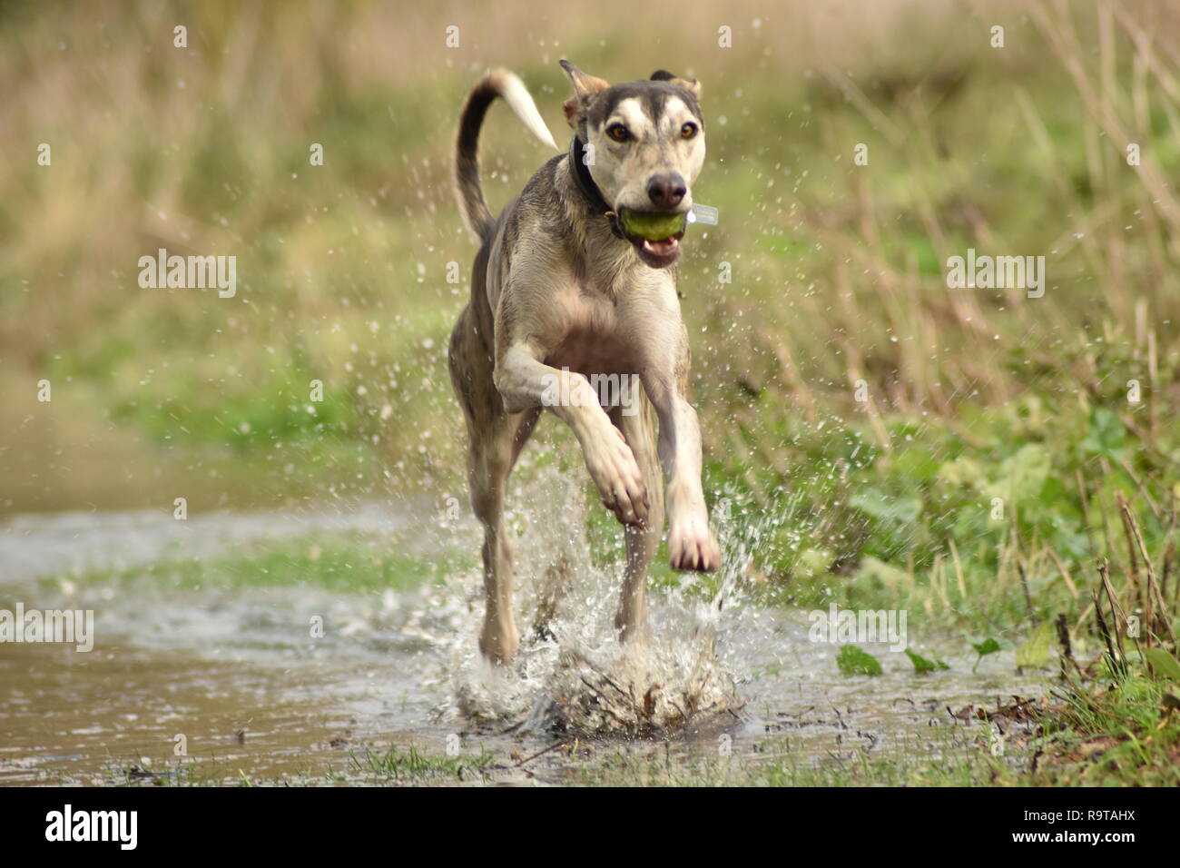Posing greyhound hi-res stock photography and images - Alamy