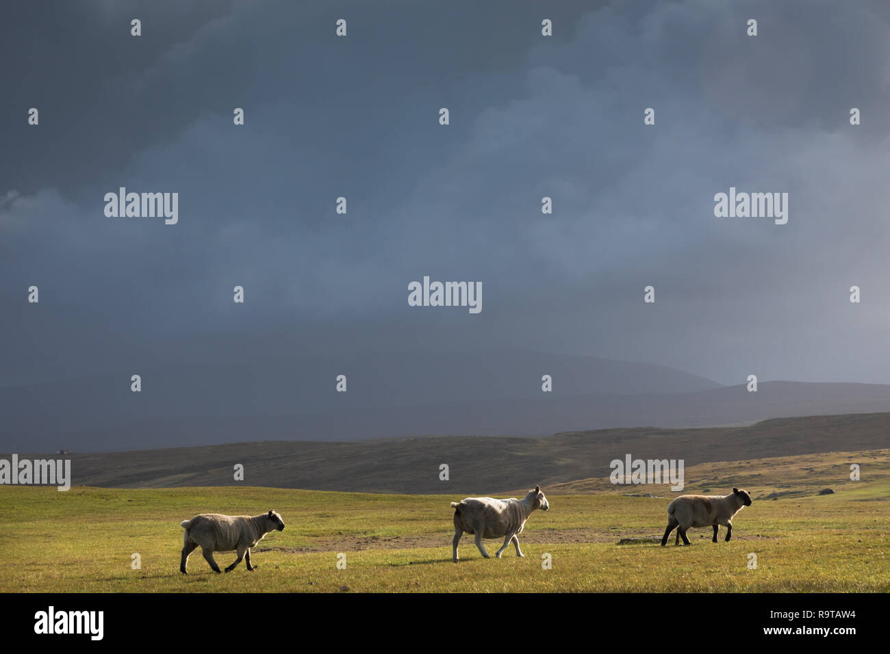 Sheep in Shetland Stock Photo - Alamy