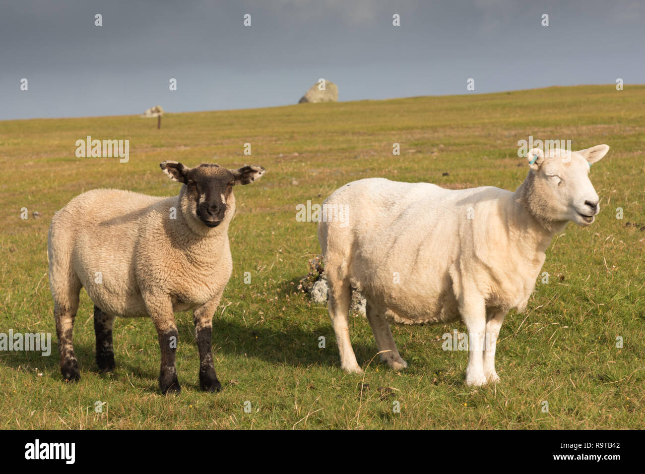 Sheep in Shetland Stock Photo - Alamy