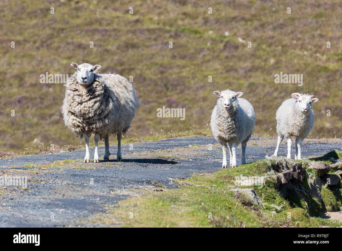 Sheep in Shetland Stock Photo - Alamy
