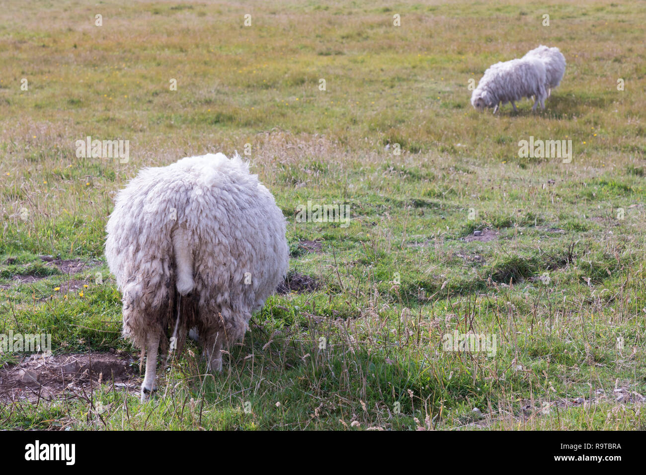 Sheep backside hi-res stock photography and images - Alamy