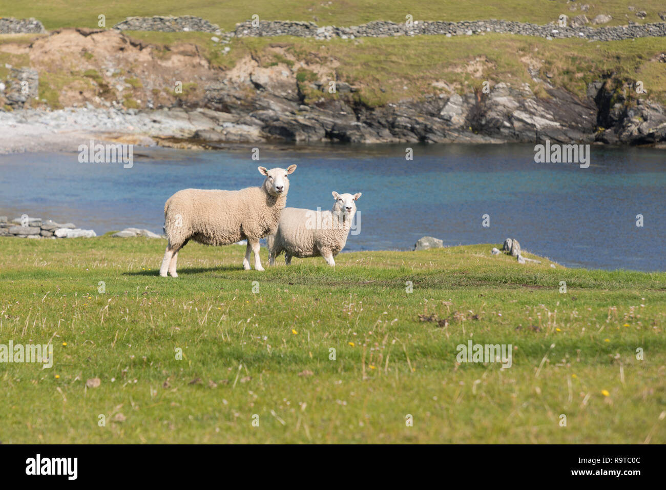 Sheep in Shetland Stock Photo - Alamy