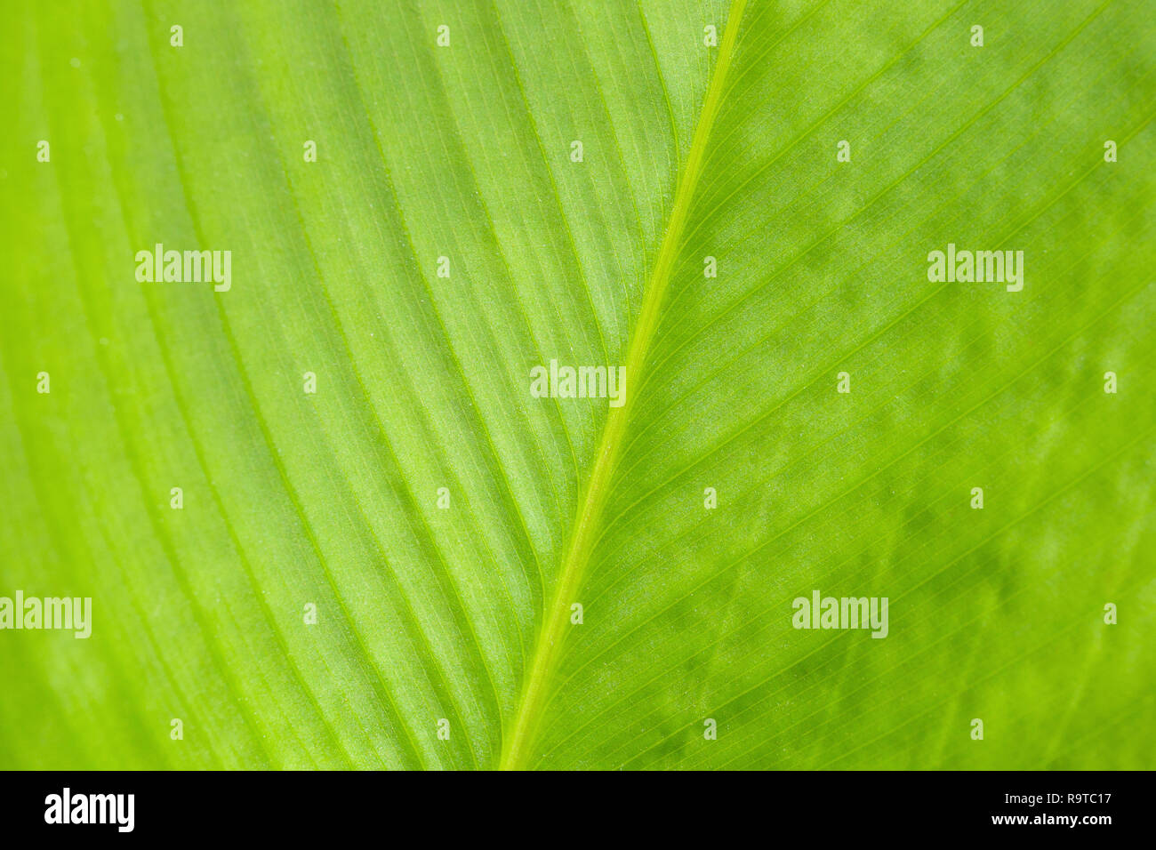 Green leaf textured pattern detail with light behind, Abstract nature ...