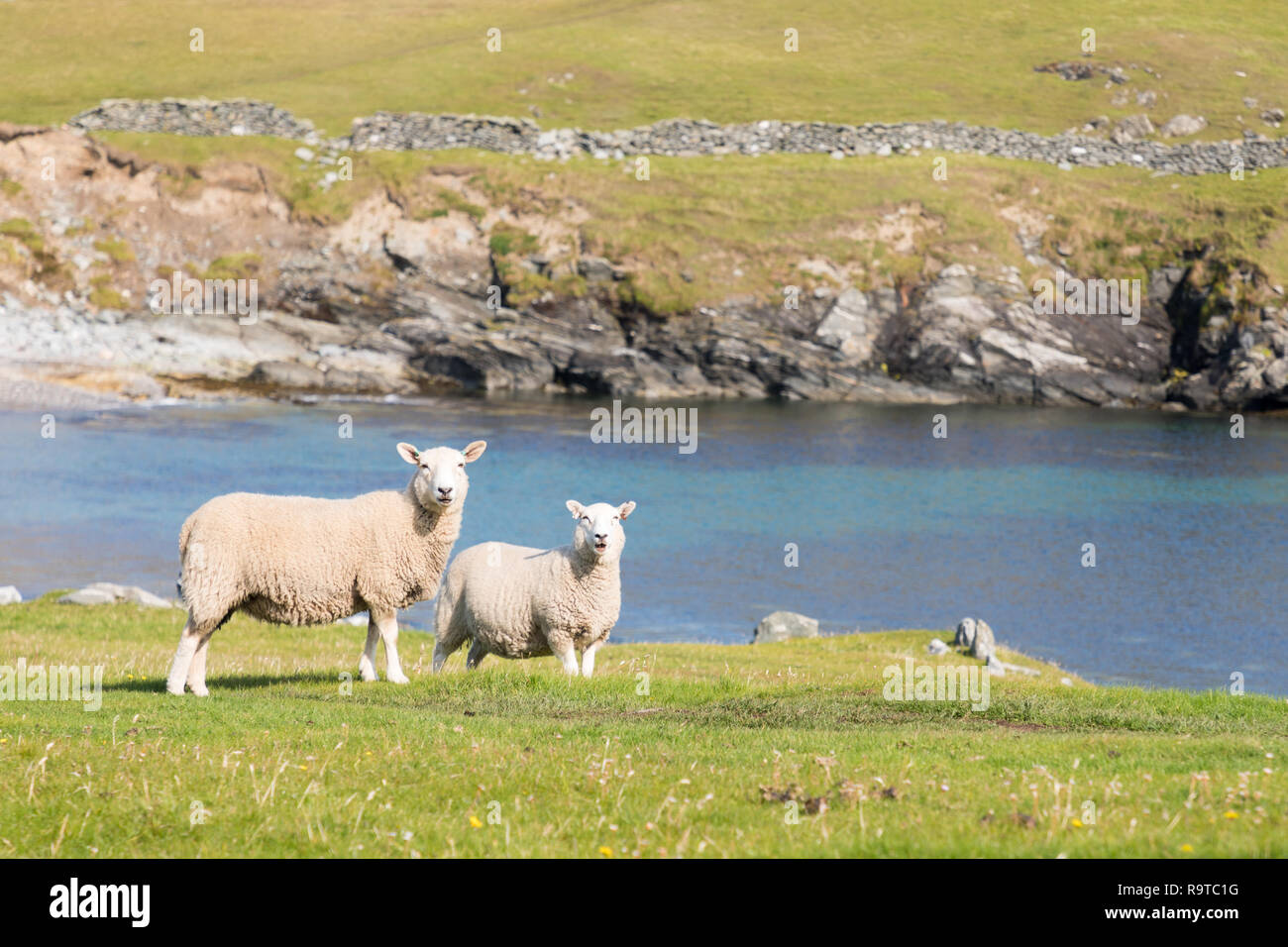 Shetland lambs hi-res stock photography and images - Alamy