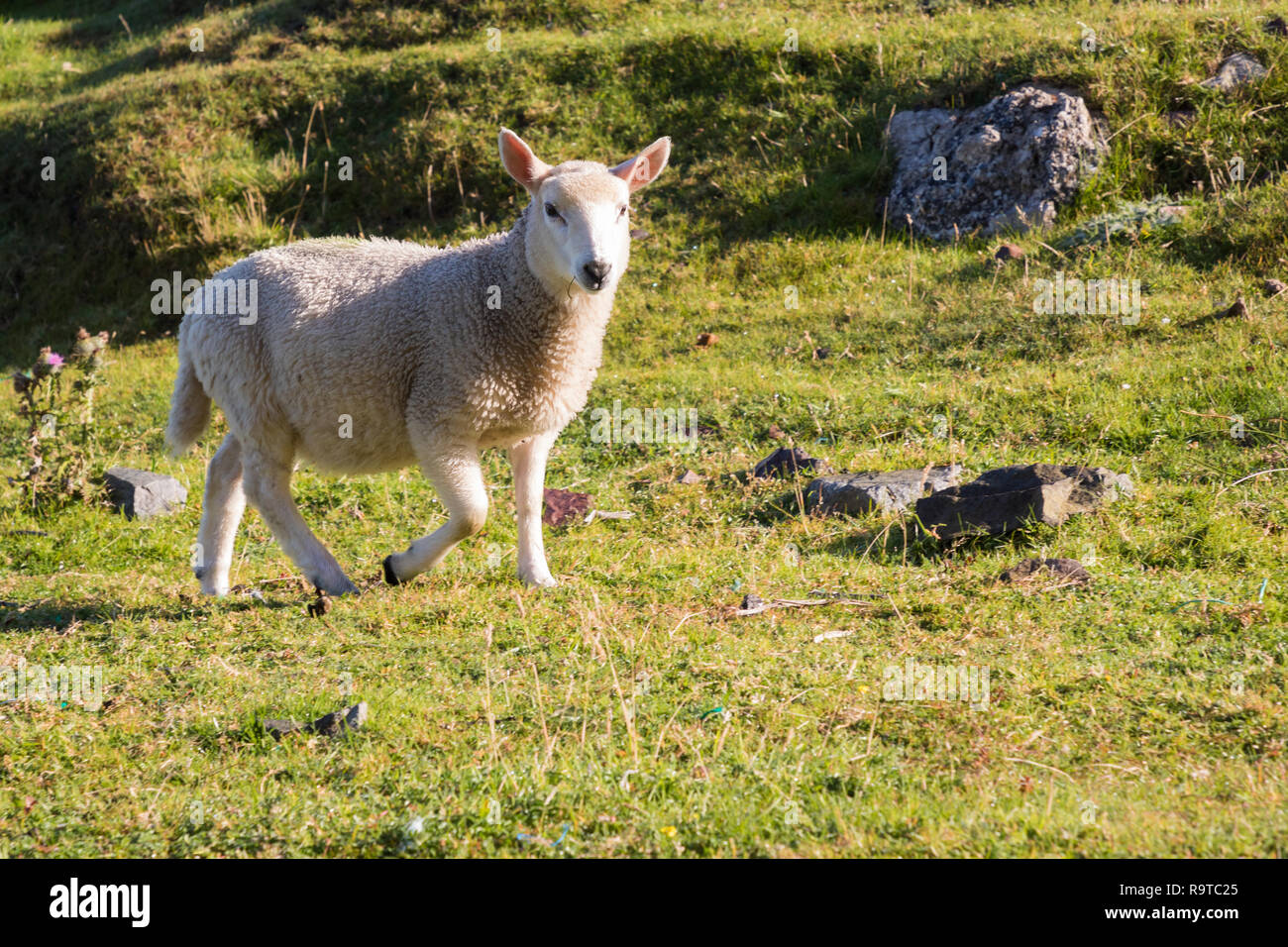 Sheep in Shetland Stock Photo - Alamy