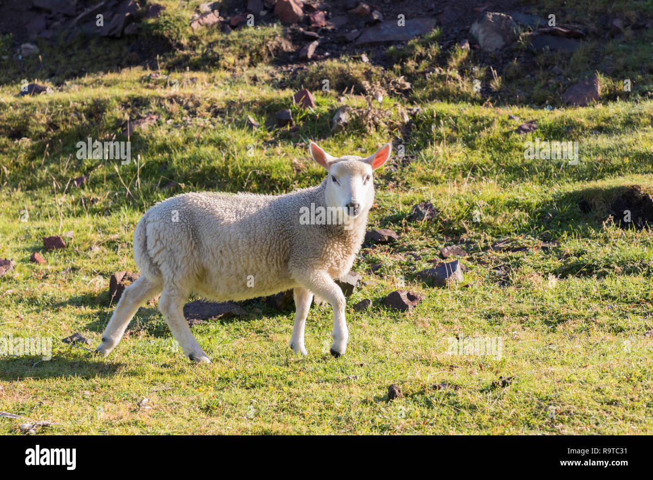 Sheep in Shetland Stock Photo - Alamy