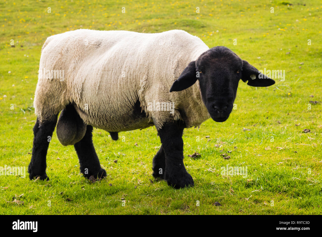 Sheep in Shetland Stock Photo - Alamy