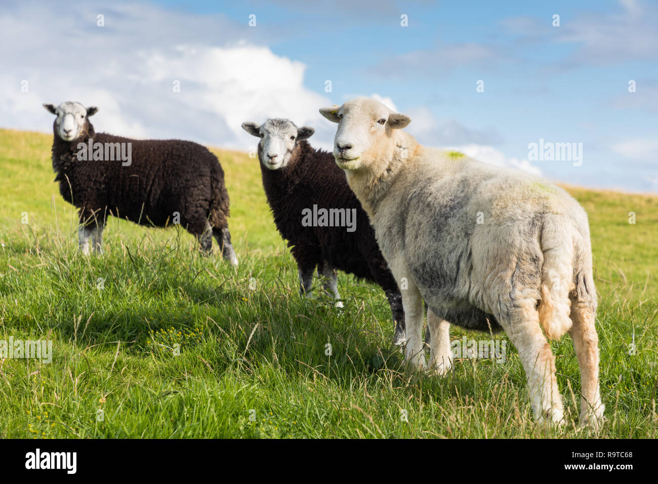 Sheep in Shetland Stock Photo - Alamy