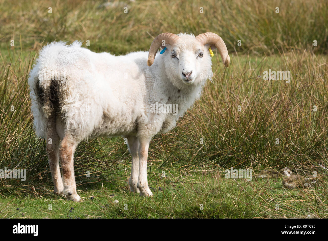 Single sheep in Shetland Stock Photo - Alamy