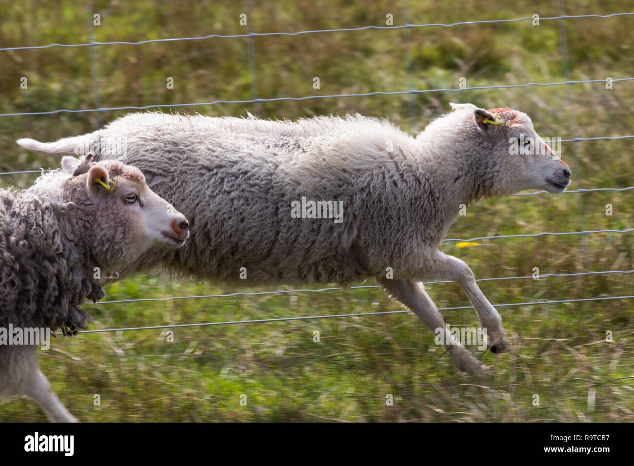 Sheep run hi-res stock photography and images - Alamy