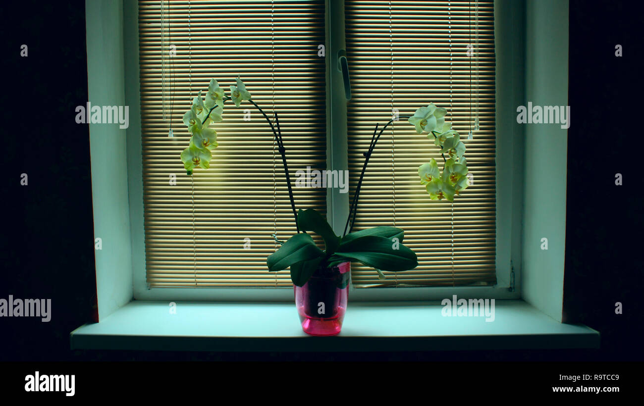 Orchid blooming on window-sill. Two branches of blooming orchids on ...