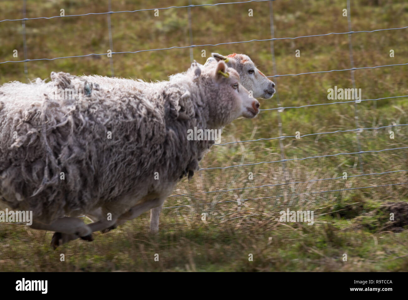 Sheep Run Uk High Resolution Stock Photography and Images - Alamy